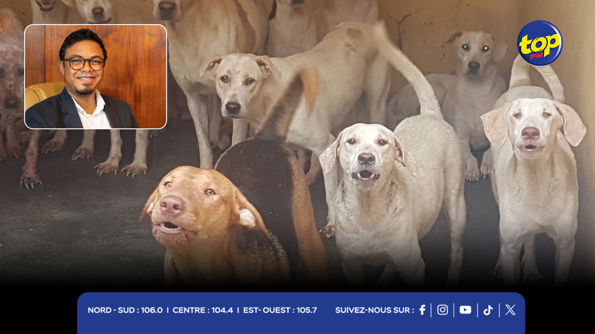 Trois employés de la MSAW trouvés coupables de la mort de 808 chiens ...